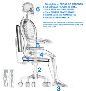Principles of Good Work Sitting Posture - Aligned Bodies